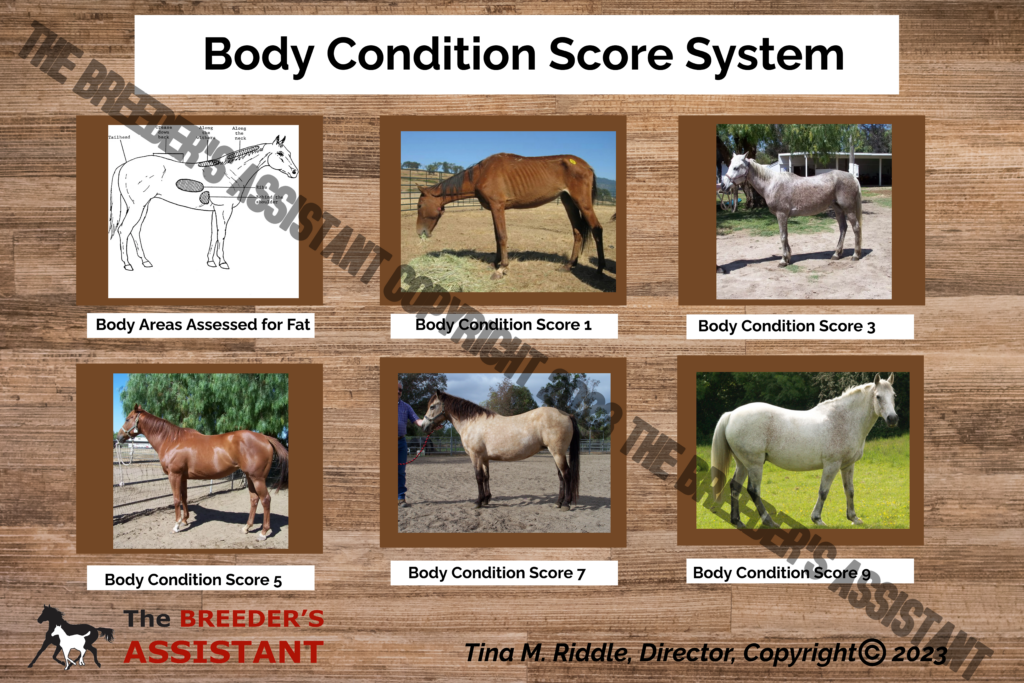 Body Condition Scoring System Poster- 2FT Tall X #FT Wide - The ...